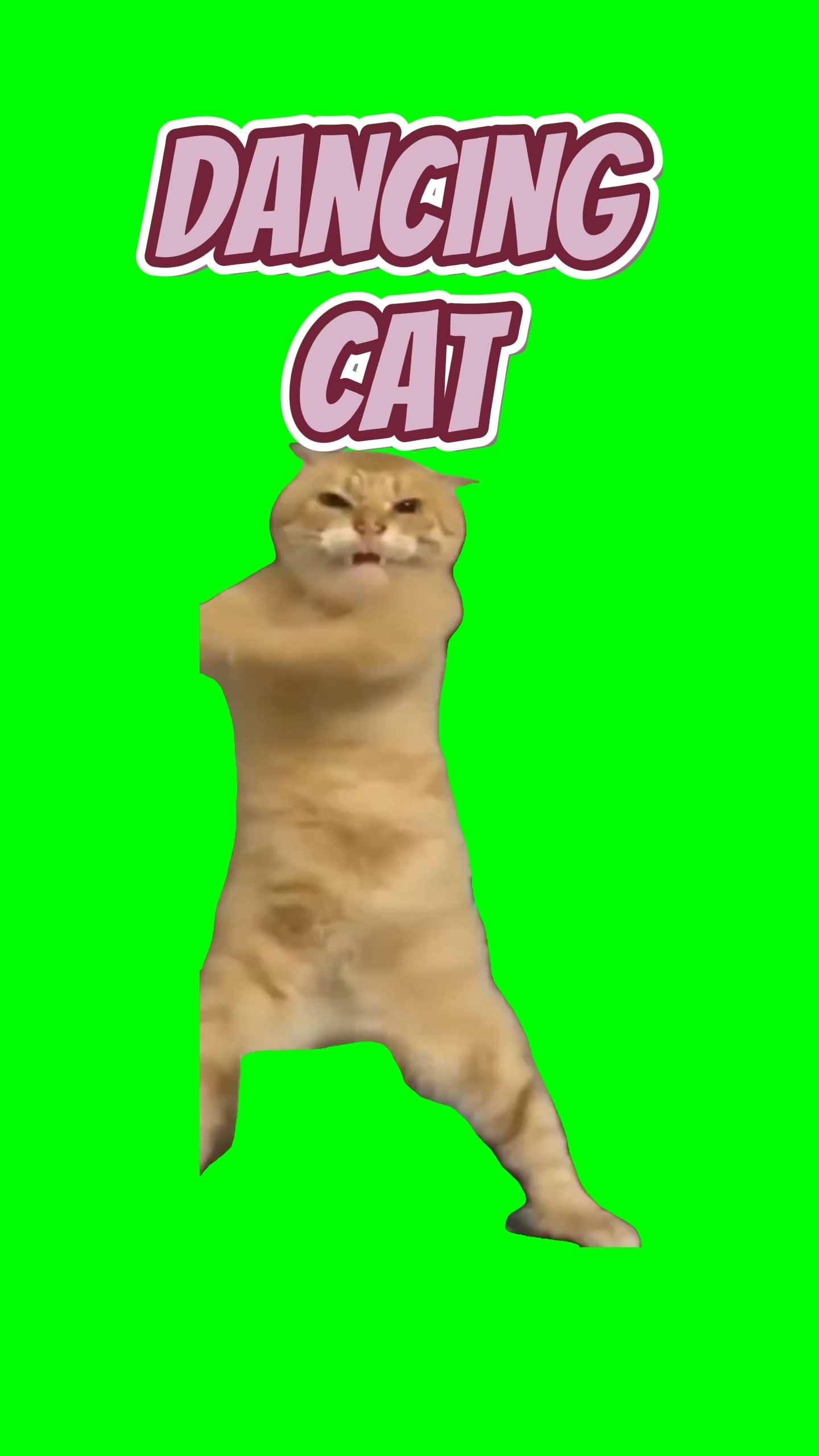 Dancing Cat AI Add Your Own - Pippit
