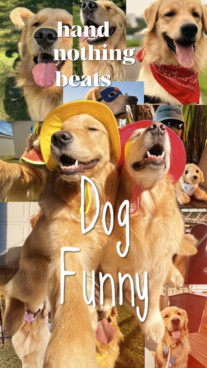 12 Dog Clips Templates - Pippit