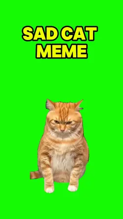 Sad Cat Meme: Discover the Funniest Memes & Images Online