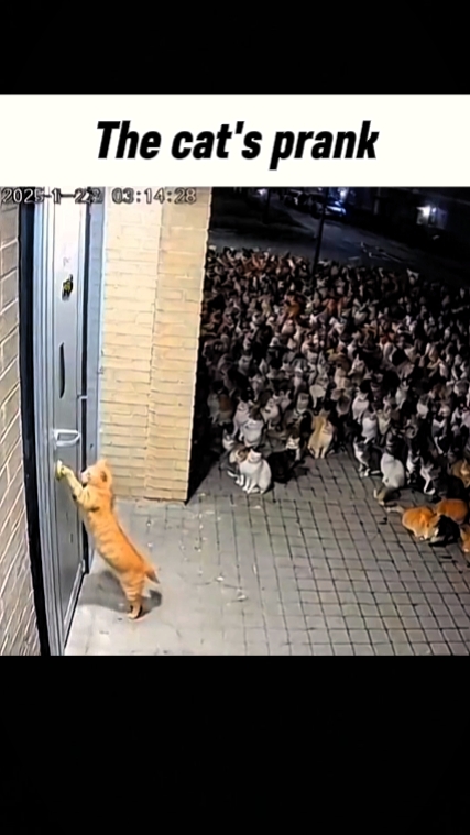 Prank Template Funny - Pippit