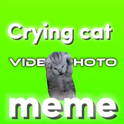 Cat Crying Meme: Discover the Best Viral Images Online