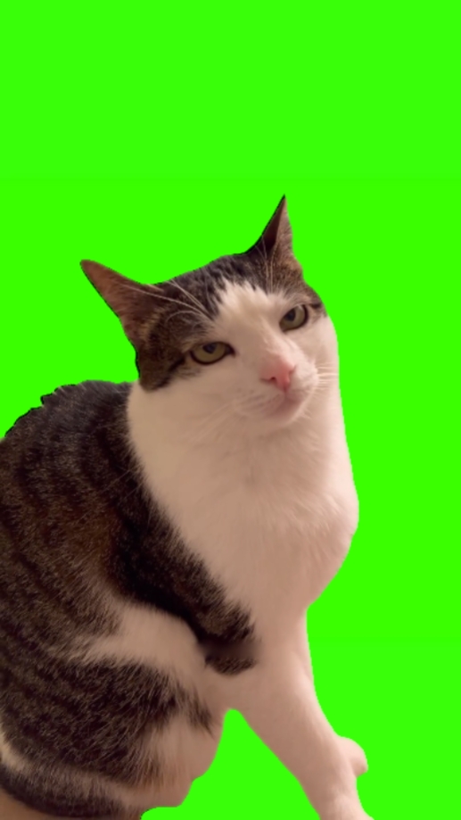 angry cat meme - CapCut
