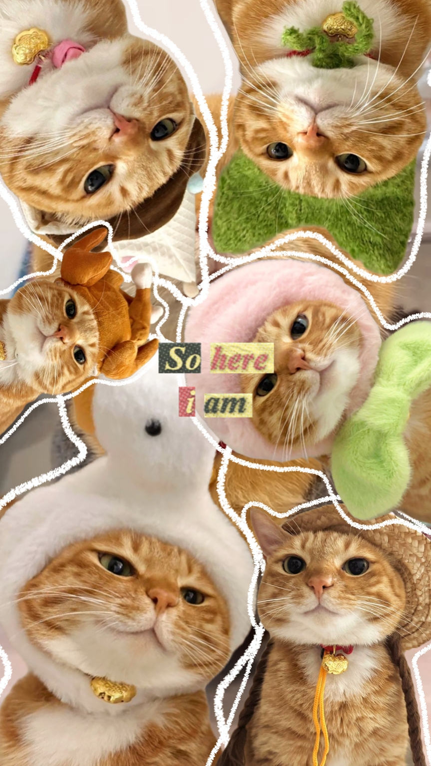 Cat Doing Selfie Template - Pippit