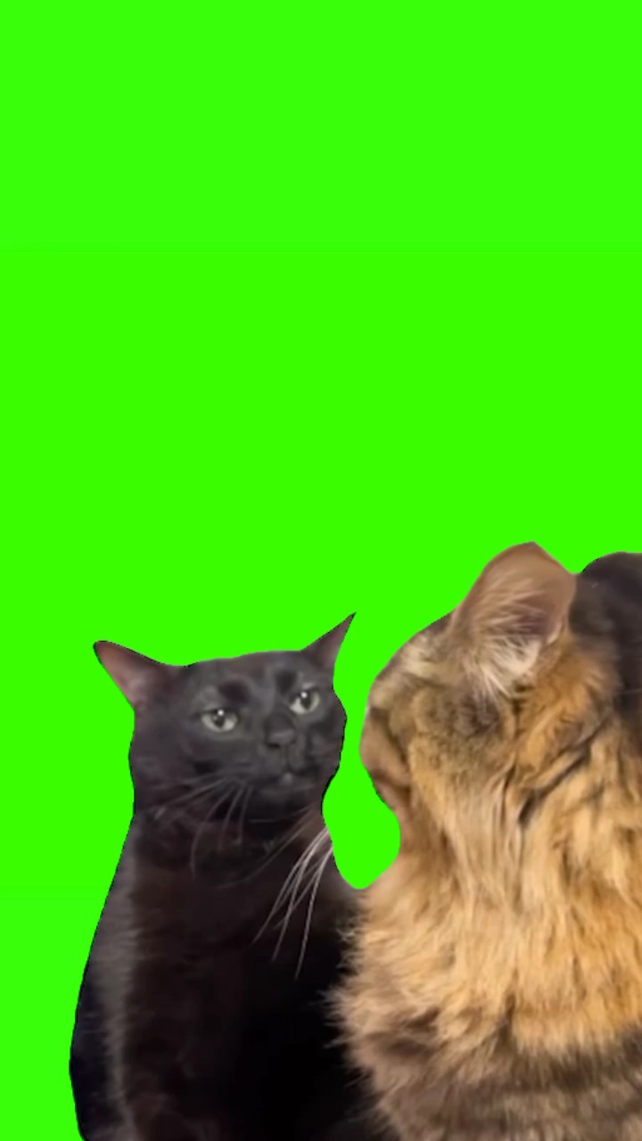 cat look meme template - Pippit