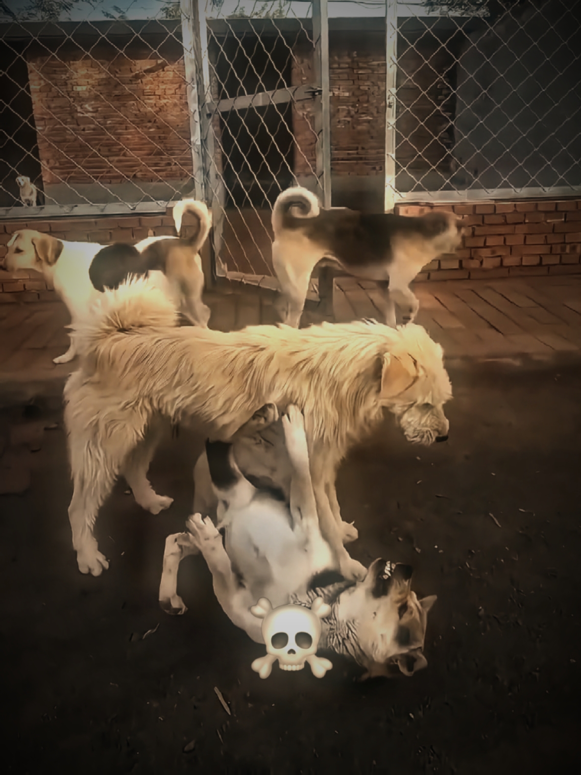 MTB Montage Video Templates - Pippit