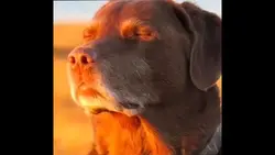 Dog Face Meme: Discover Top Trends & Create Your Own