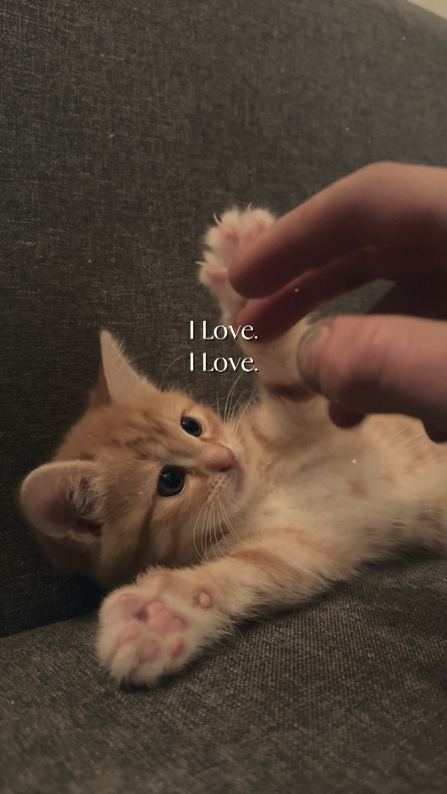 Gato Meme Maullando Llorando - Pippit