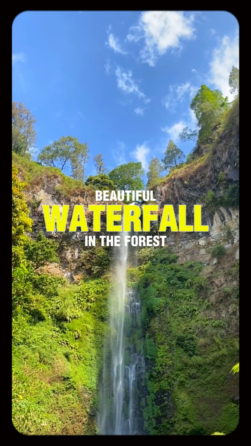 Text Animación Intro - Pippit