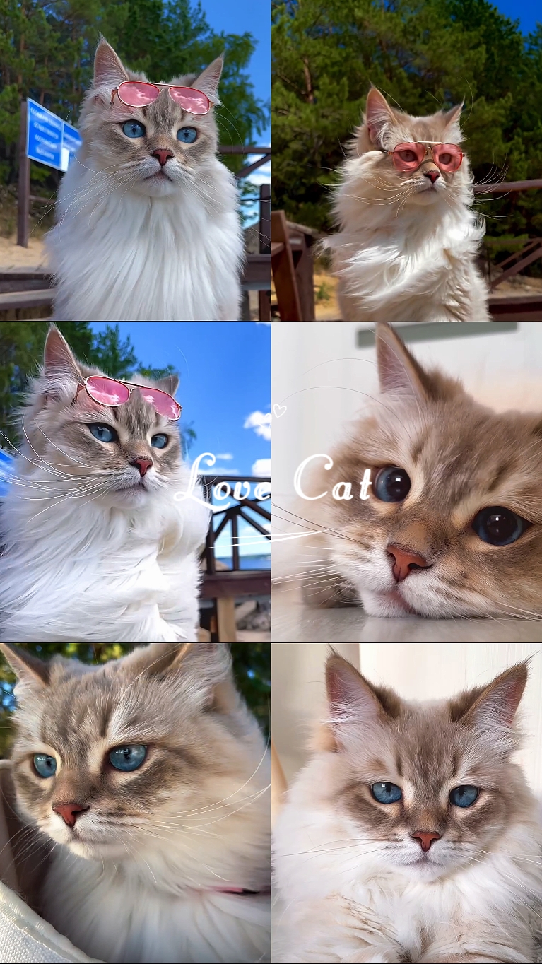 Memes de gatos hablando - Pippit