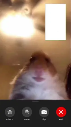 Hamster Meme: Discover Top Funny Hamster Memes Online