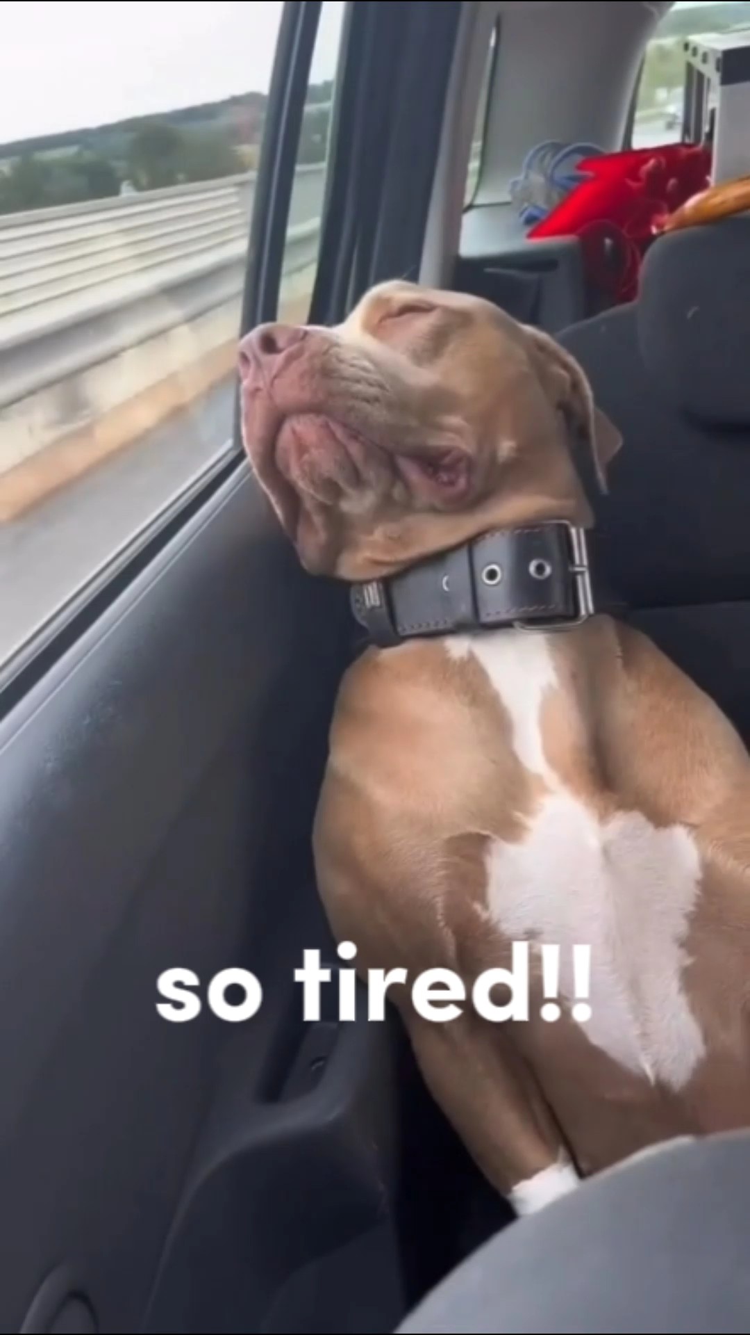 Dog Scared Meme - Pippit