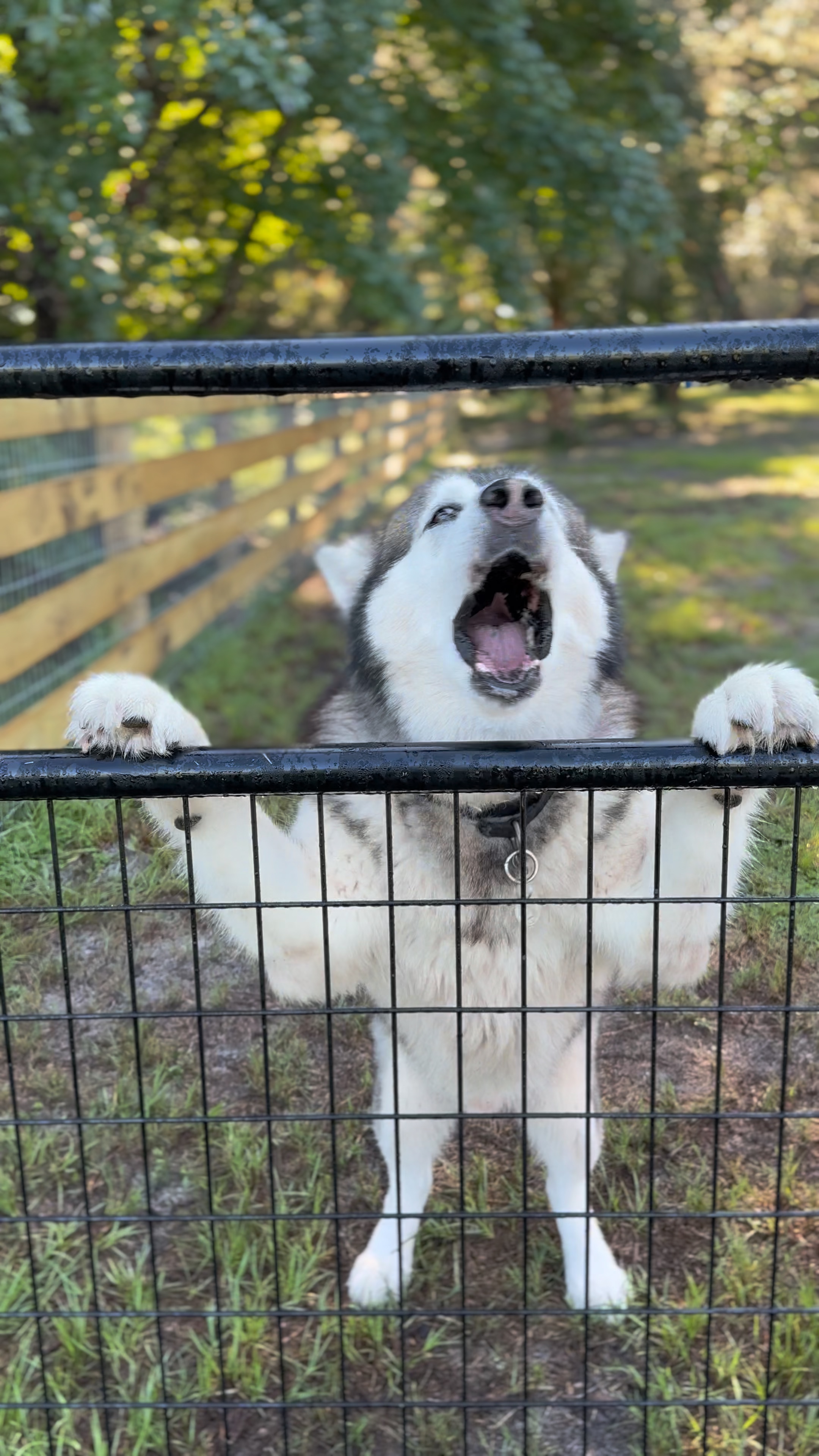 YouTube Template Vertical - Pippit