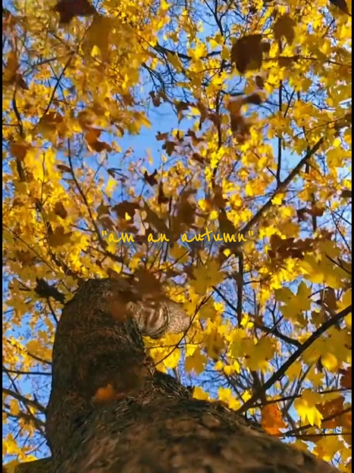 dti fall autumn theme - Pippit