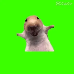 Meme Hamster: Boost Your Laughter with Viral Hamster Memes