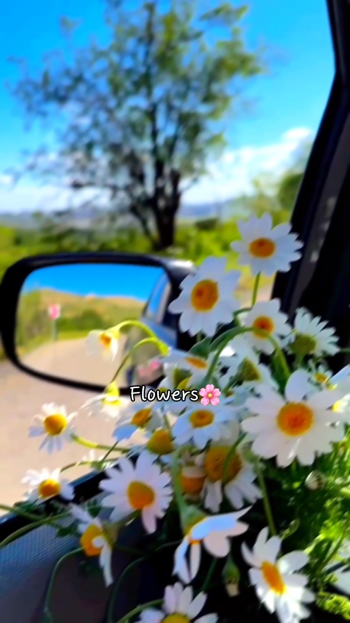 1 Flowers Video Templates - Pippit