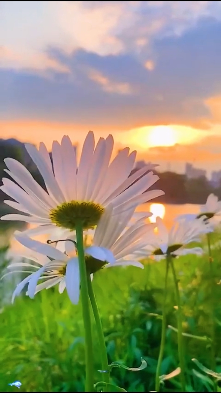 Clean Scroll Intro - Pippit