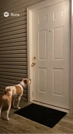 Fat Dog Meme: Boost Your Humor with Viral Dog Memes Online