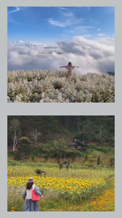 Split Screen Duplicate - Pippit