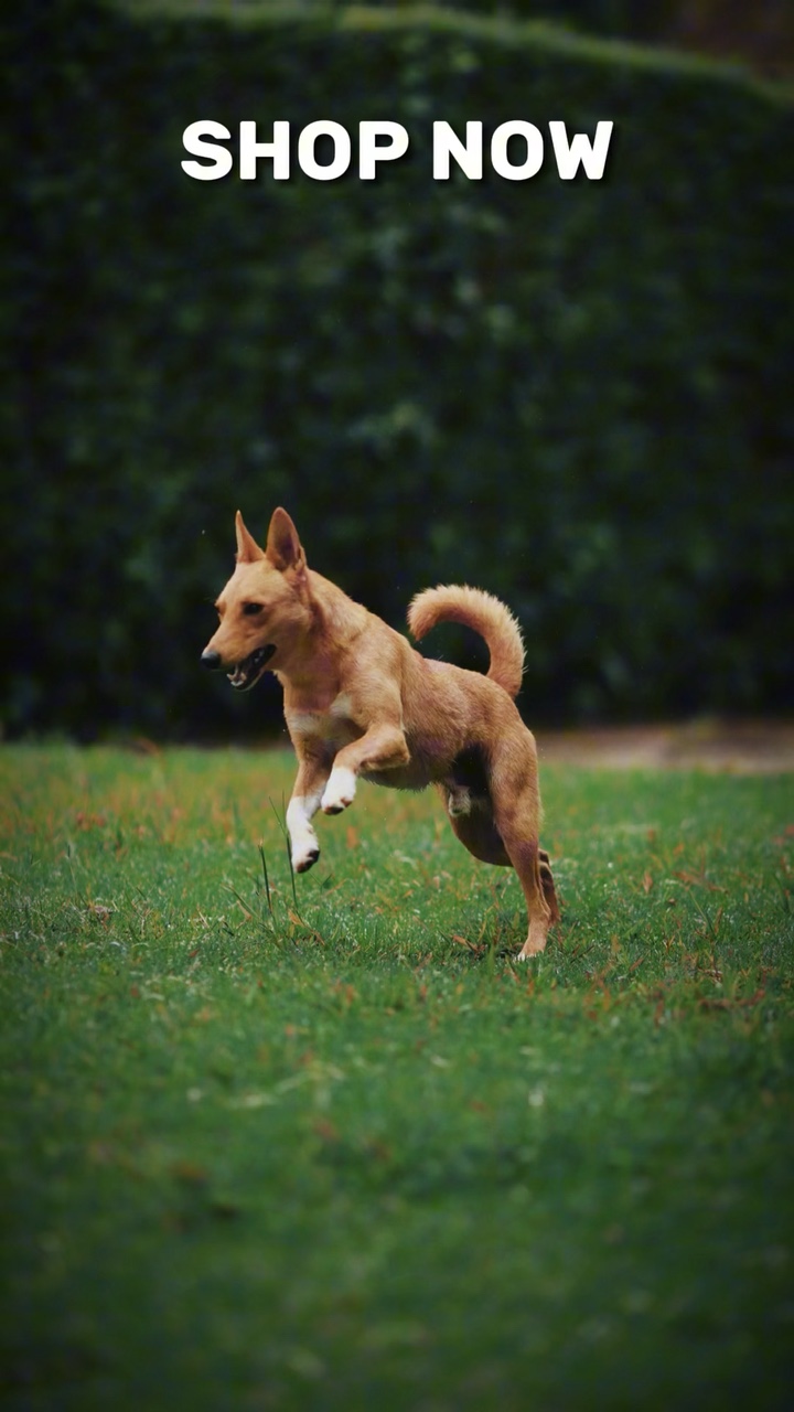 12 Dog Clips Templates - Pippit