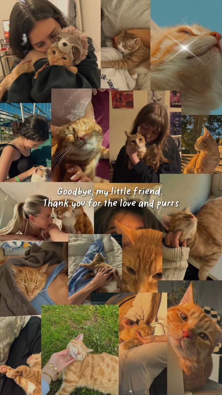 Cat Template Free Download - Pippit