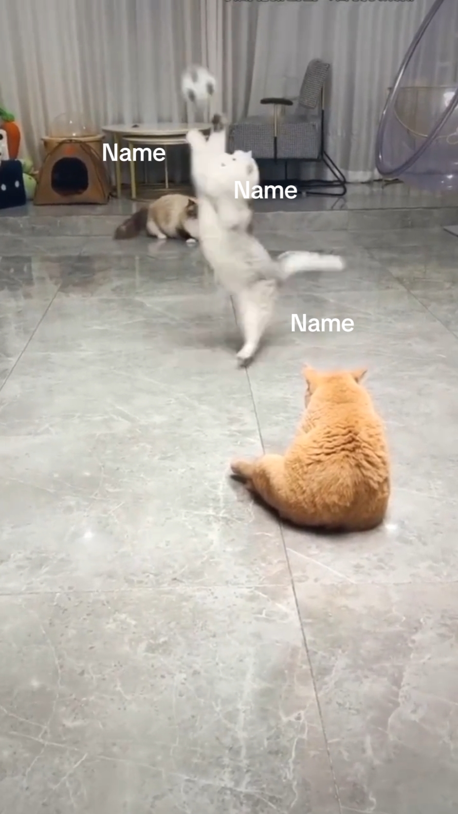 Feliz Gato Meme PNG - Pippit