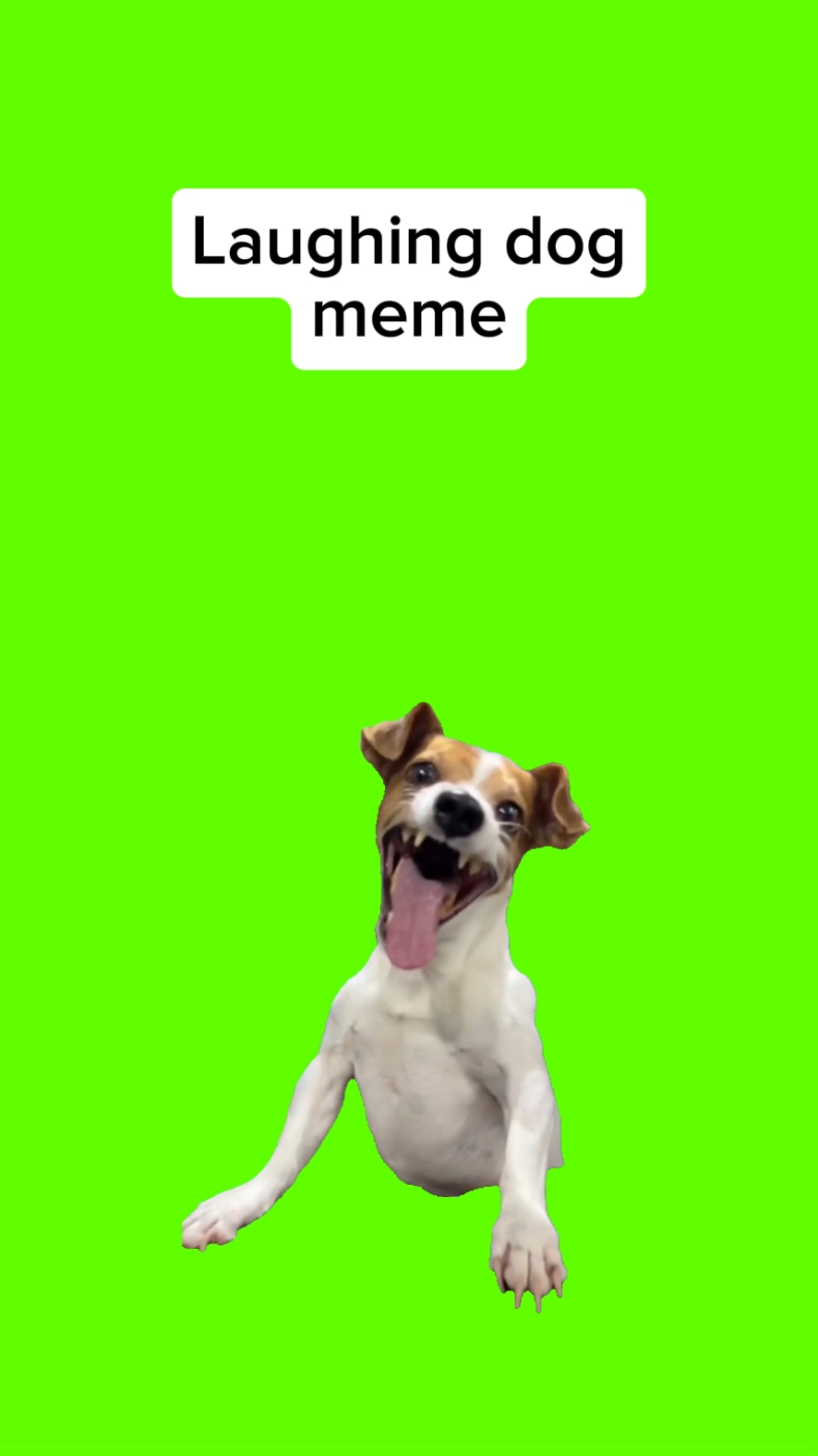 Meme De Cachorro Assustado - Pippit