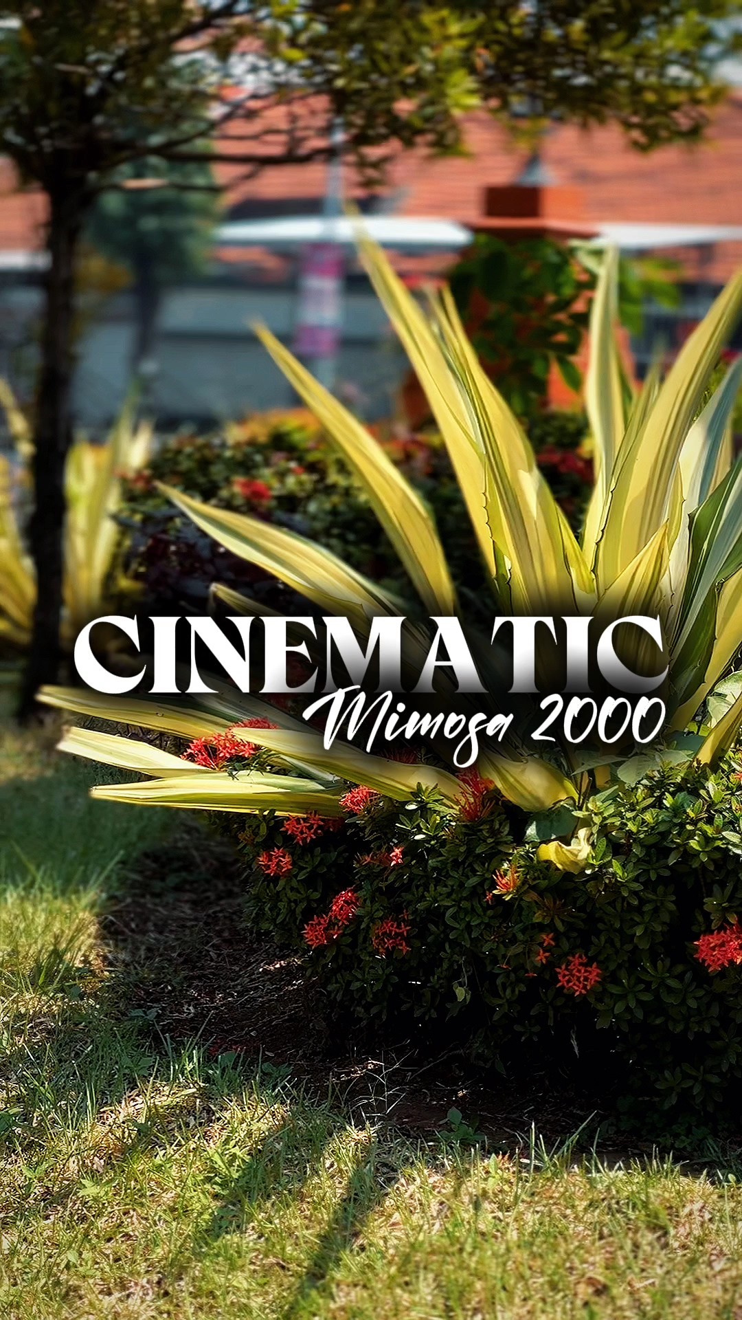 Lyrics Mimosa 2000 - Pippit