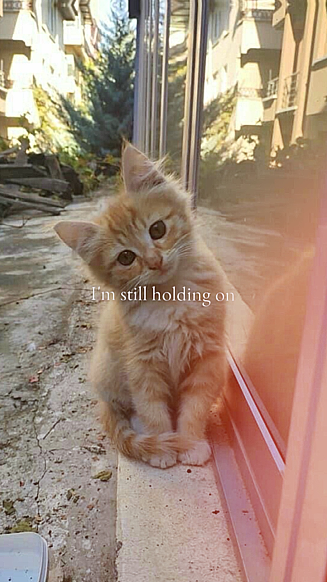 Gone Cat Template - Pippit