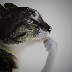 Hmm Meme: Explore Trending Hmm Memes & Create Your Own