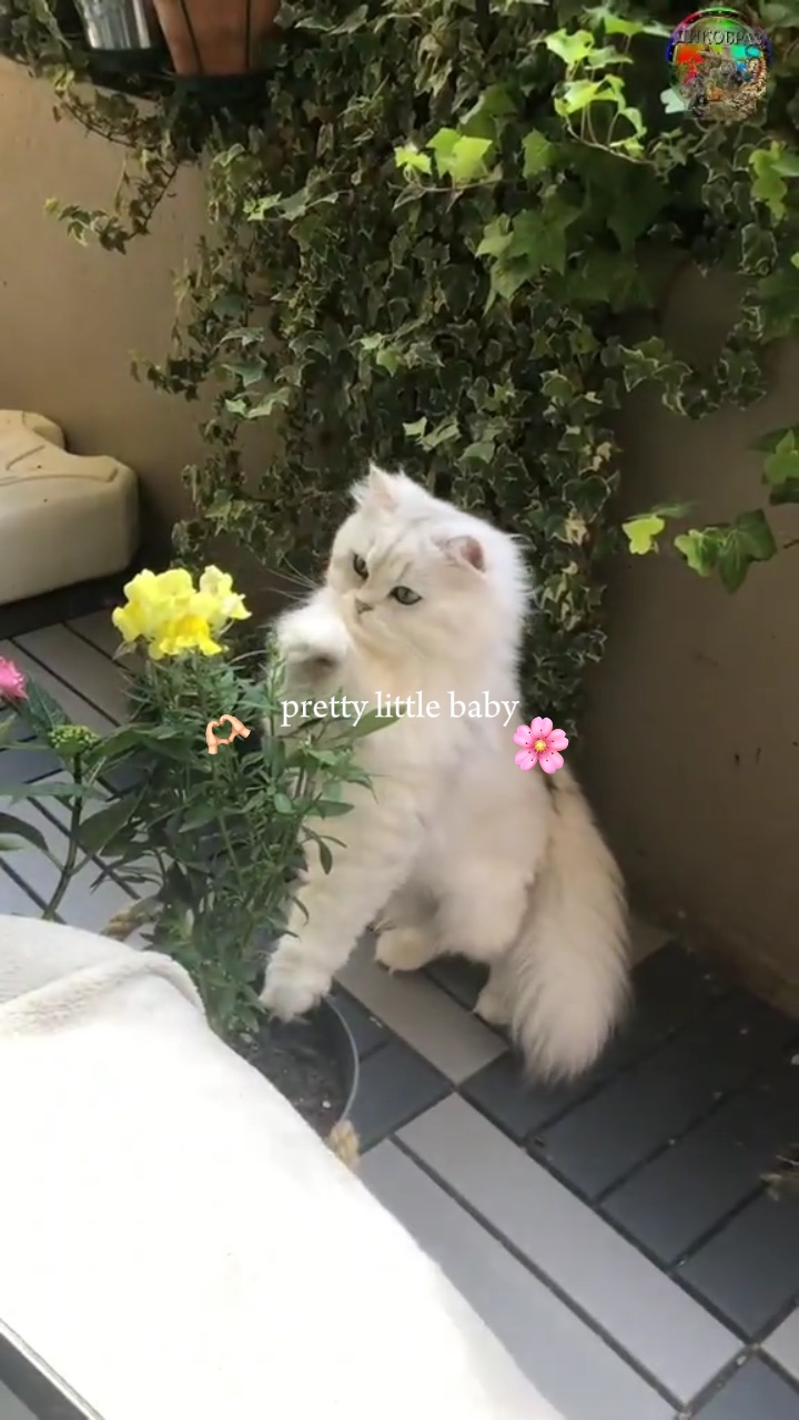 You Can Ask The Flower Song Template CapCut - Pippit