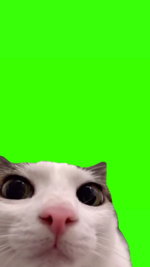cat salute meme template - Pippit