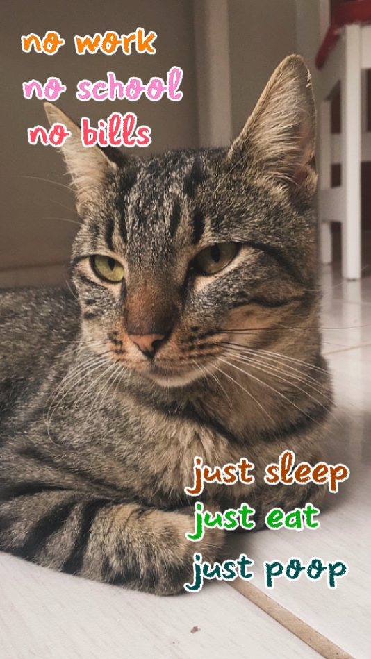Memes De Gato Dormido - Pippit