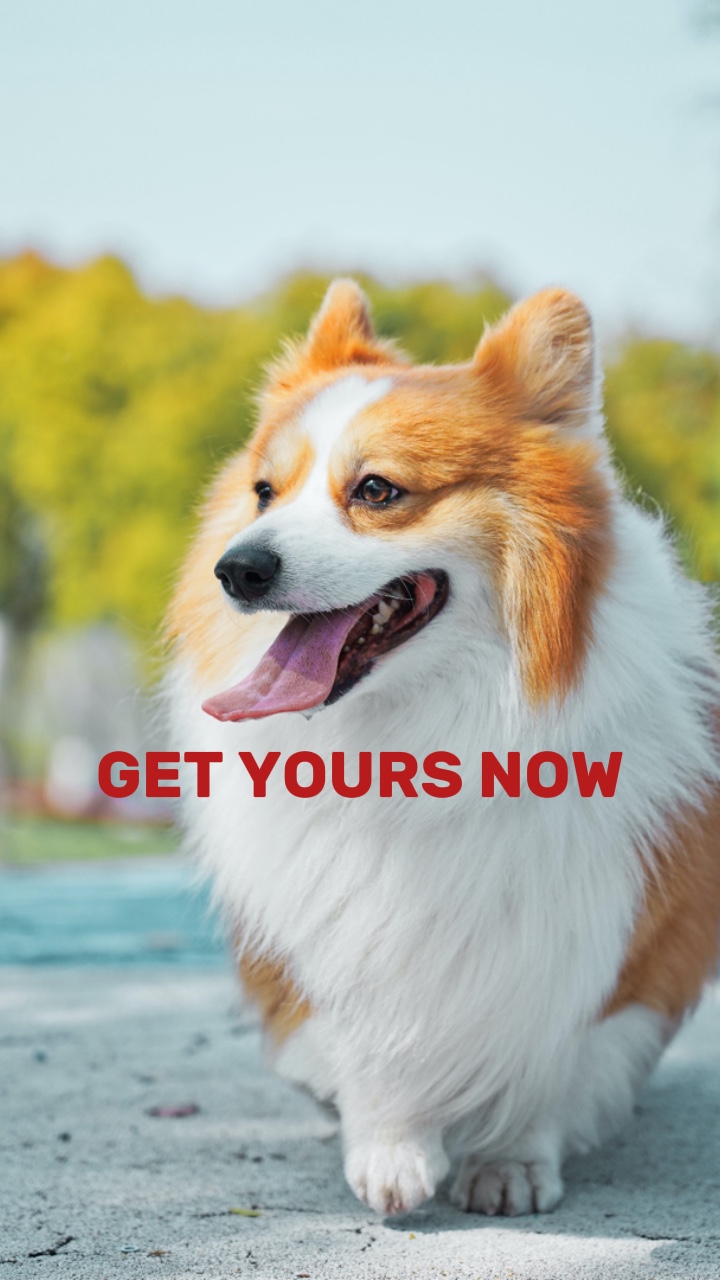 Funny Intro for TikTok - Pippit