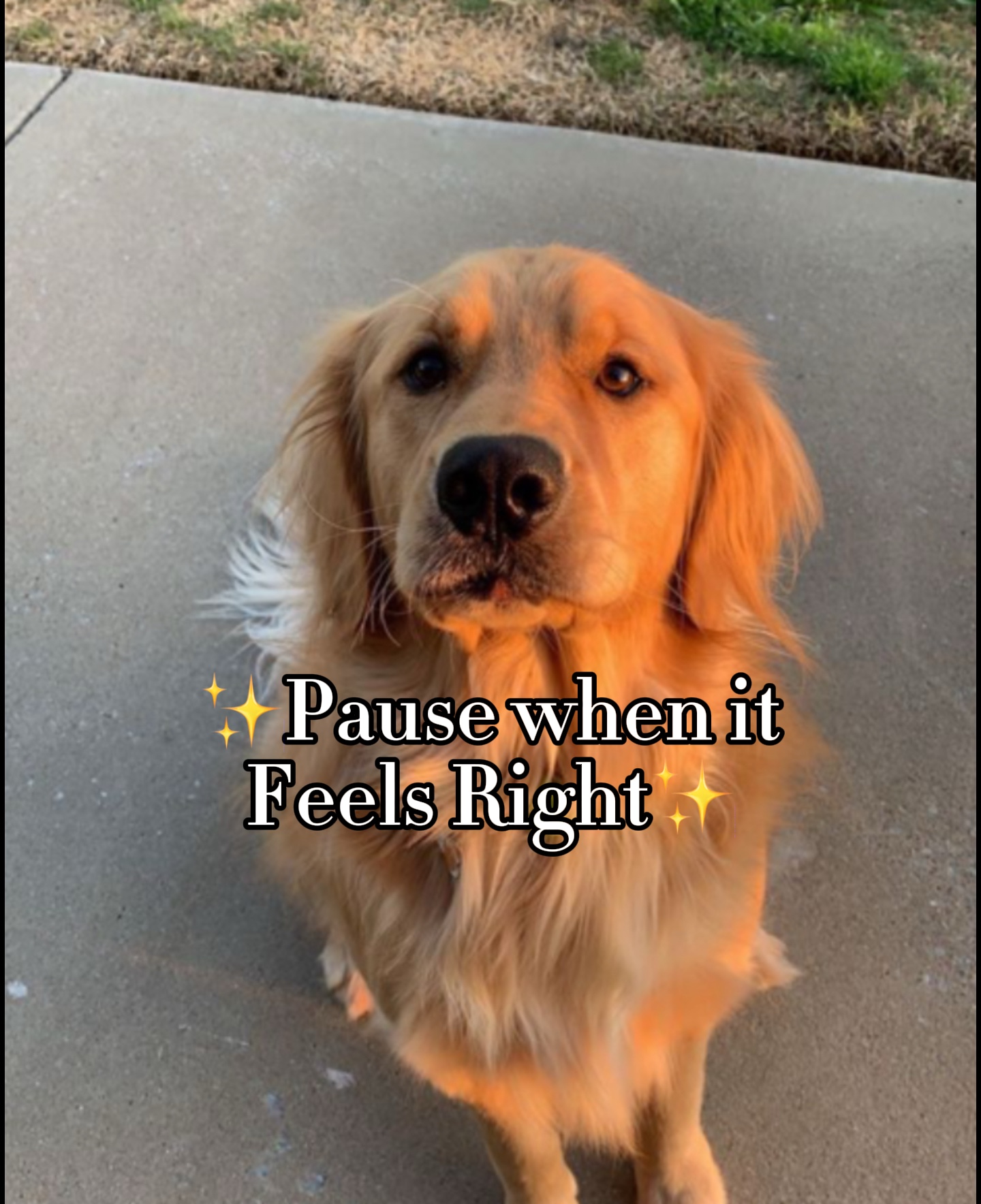 Live Reaction Meme - Pippit
