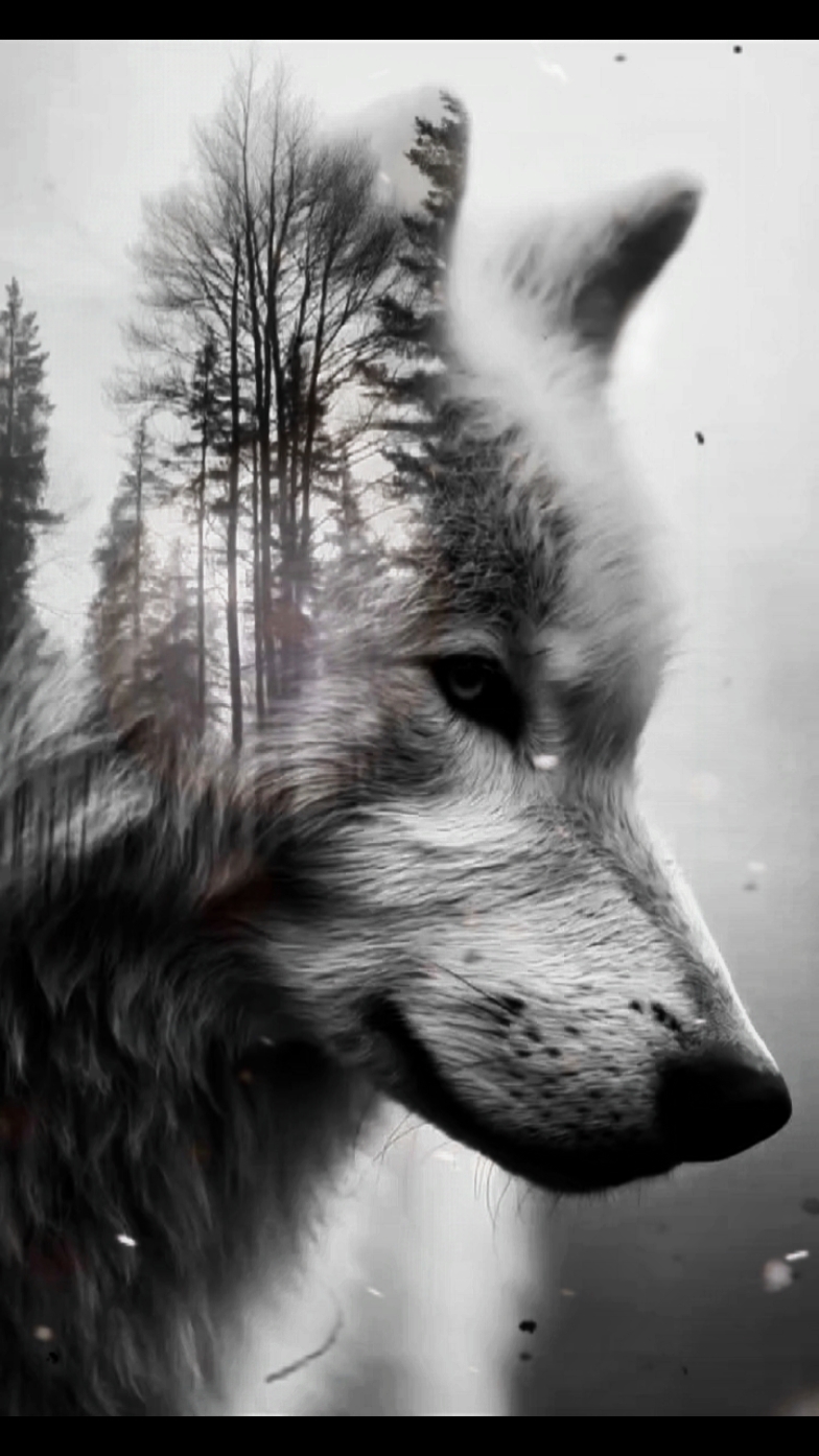 Wolf Free Clips - Pippit