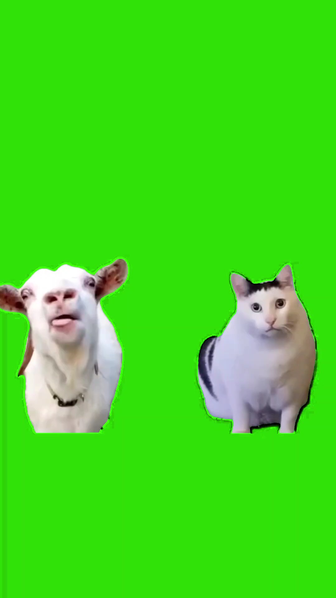 cat salute meme template - Pippit