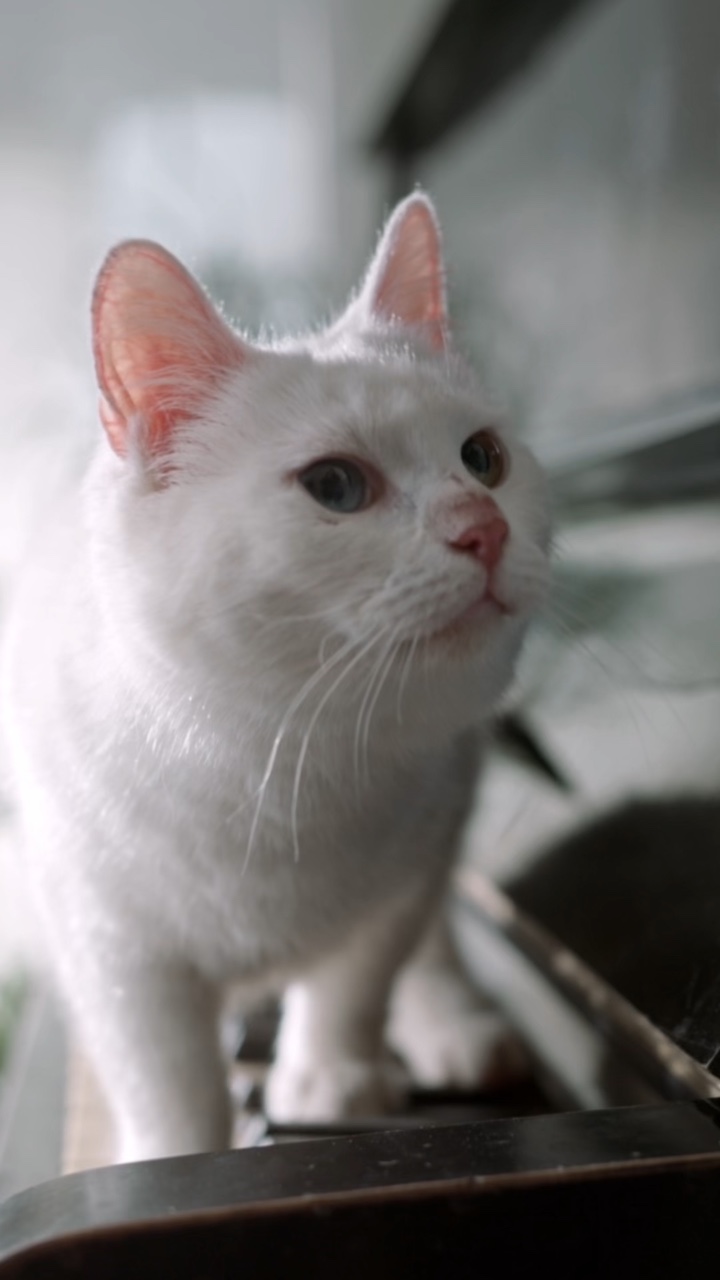 AI Animated Cat - Pippit