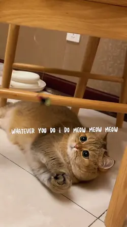 Cat Video Editing Templates