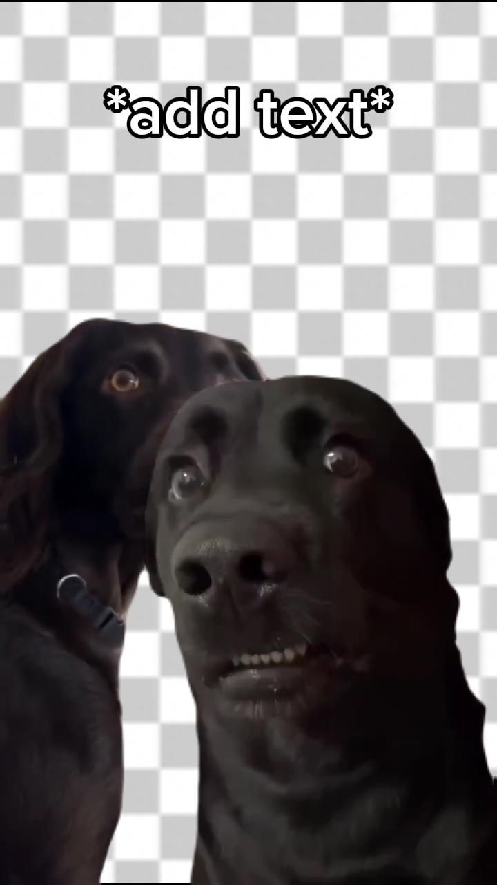 Dog Scared Meme - Pippit