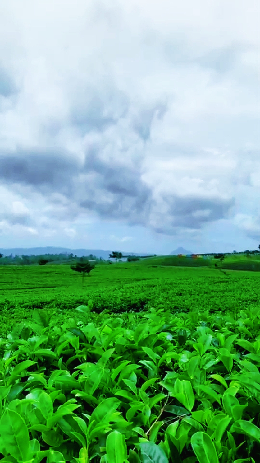 Field Work Templates for Farmers - Pippit