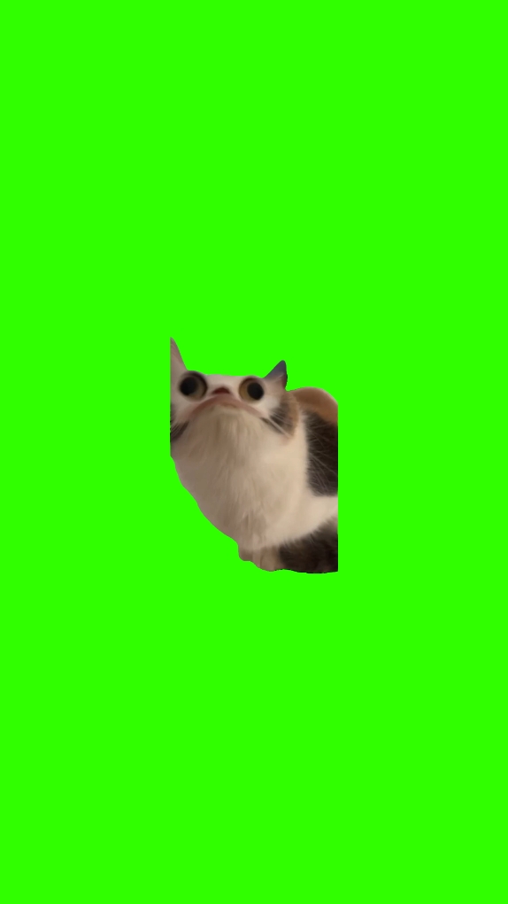 Gato Meme Maullando Llorando - Pippit