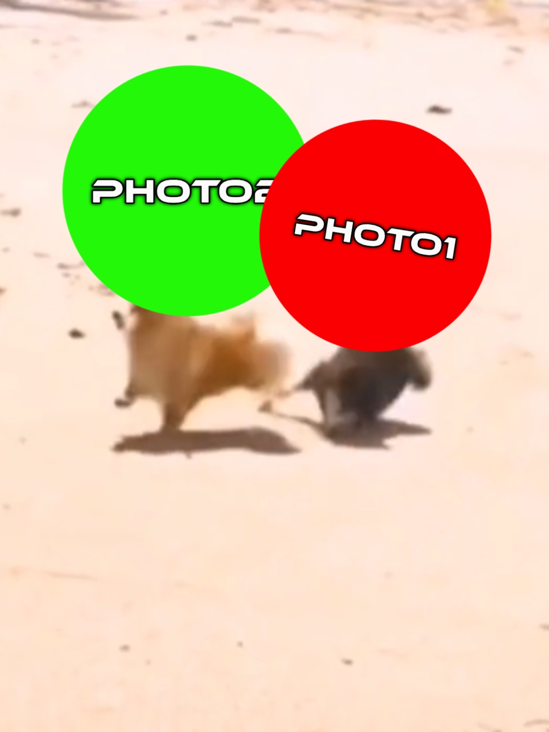 Make Memes Template - Pippit