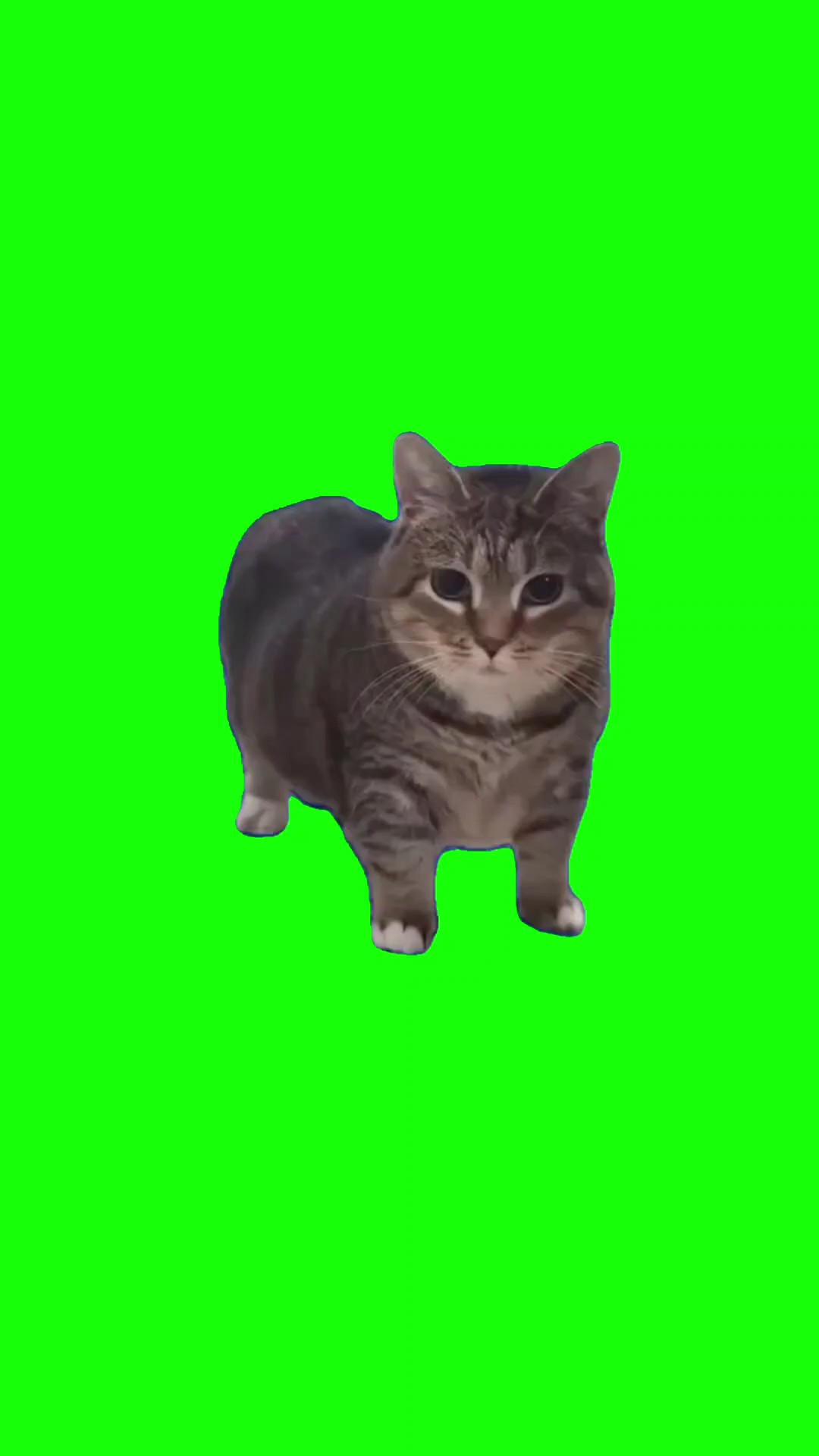 Gato Jugando Meme - Pippit