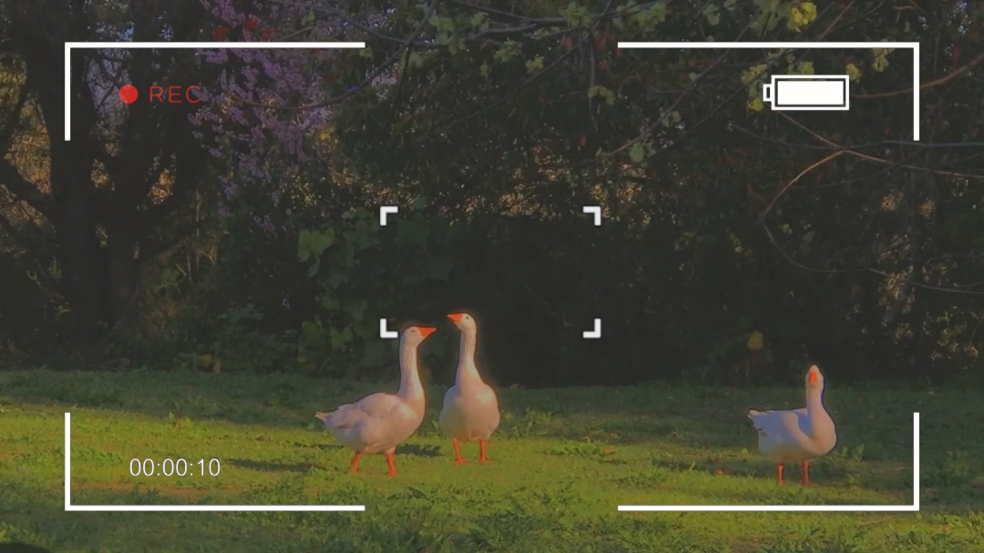 Template Video Rec - Pippit