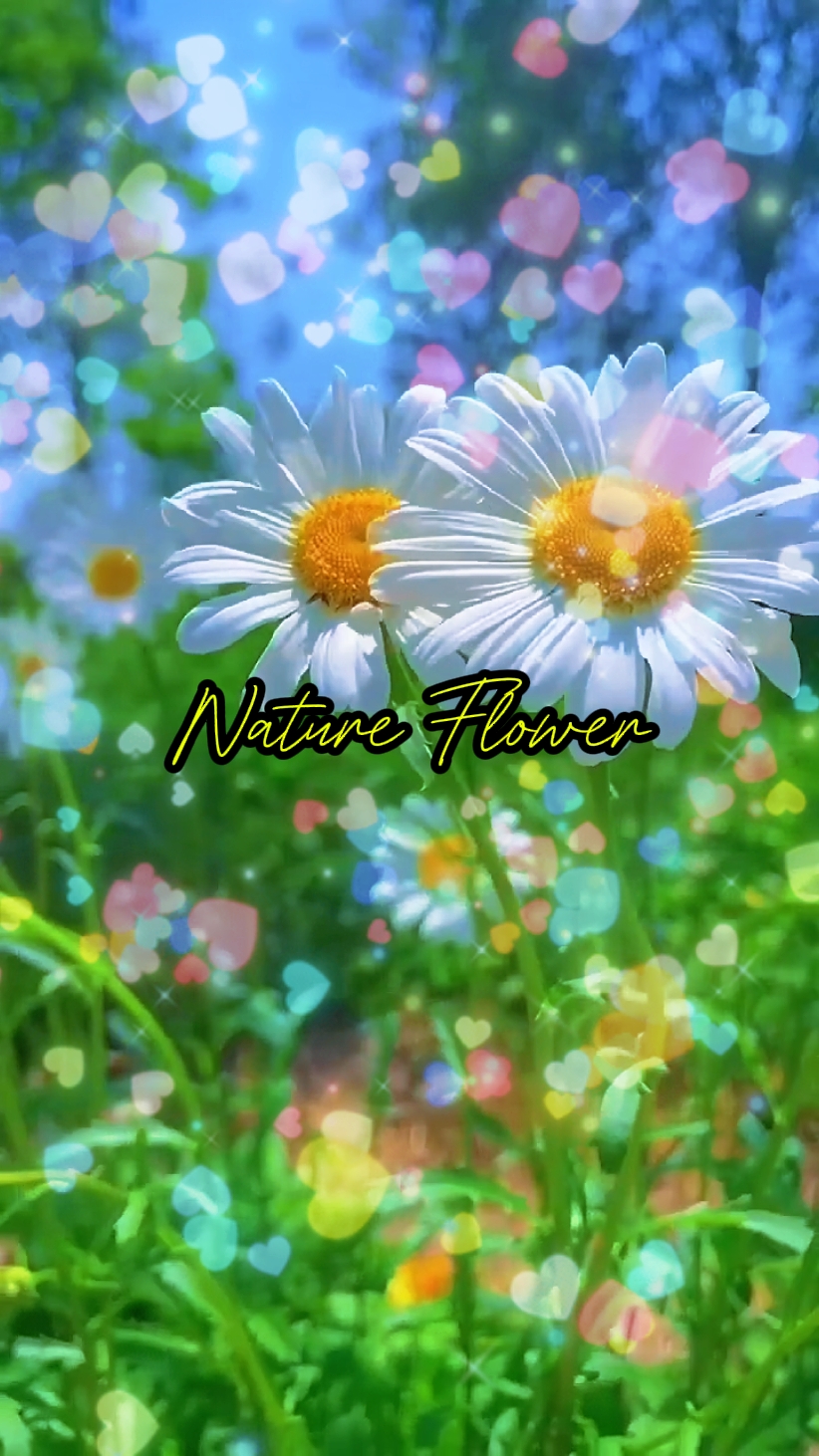 Montage on Flower - Pippit