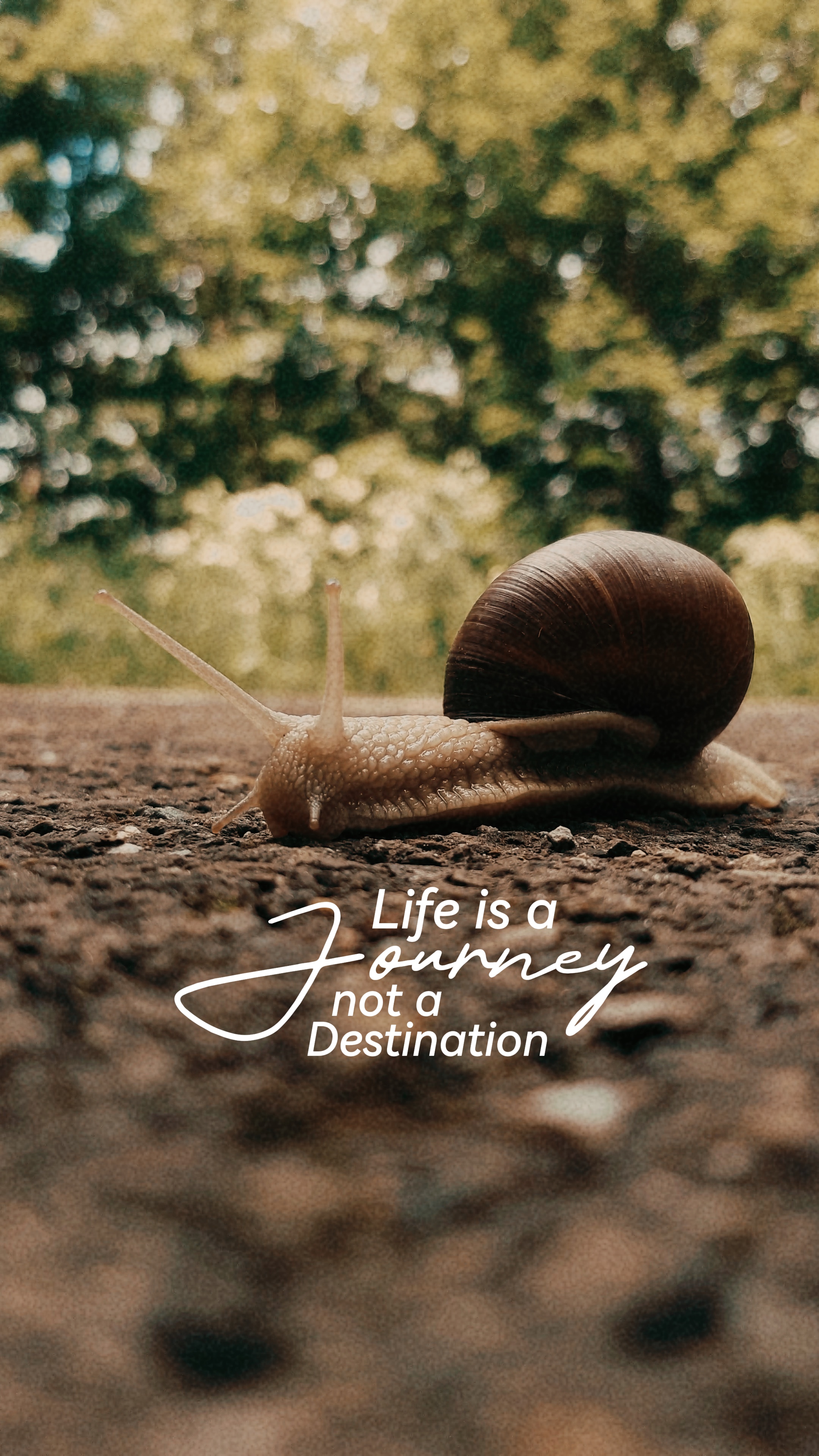 Soft Background Music Template With Text - Pippit