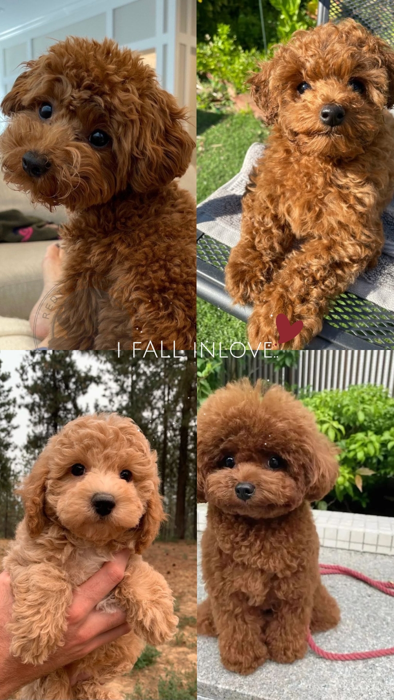 Dogs Templates Friends - Pippit