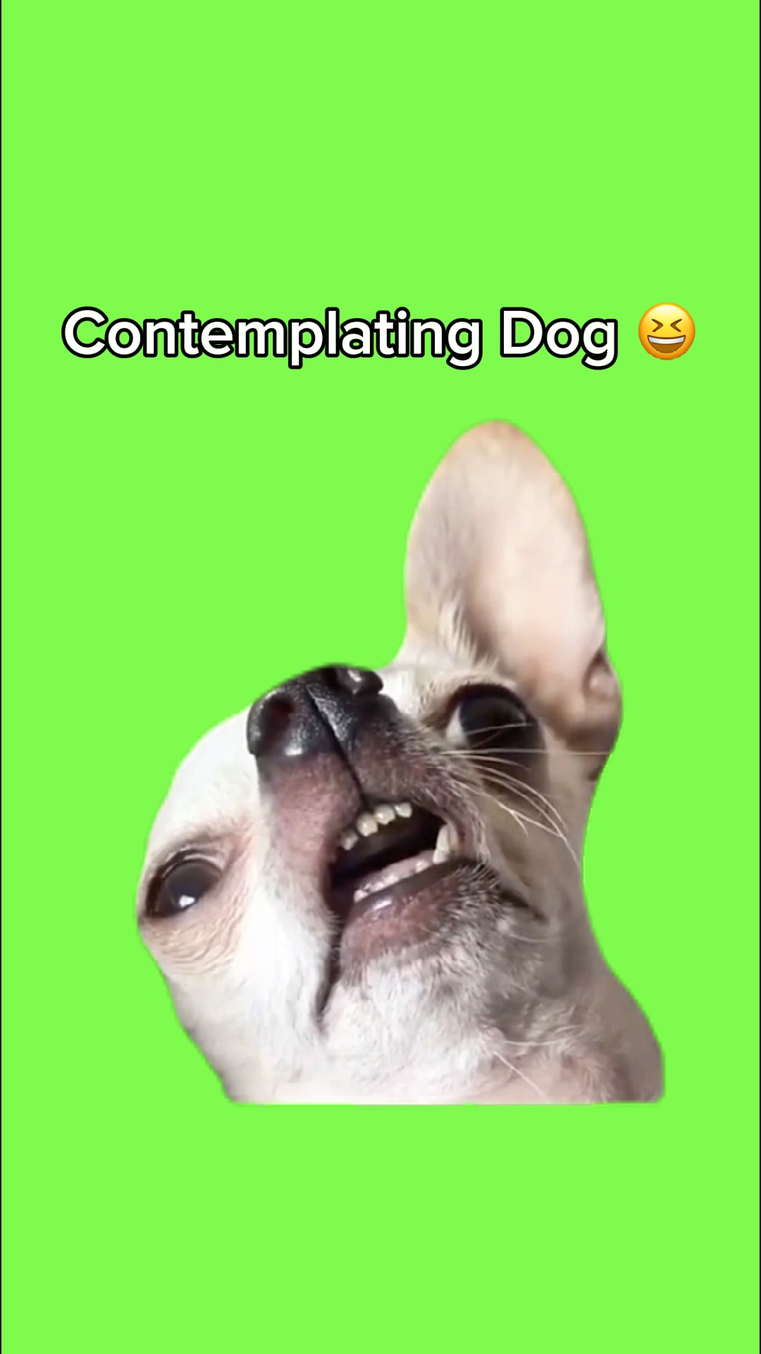 Dog Scared Meme - Pippit