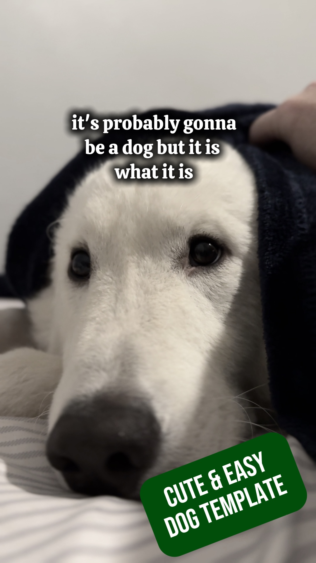 Perro Meme Sonriente - Pippit