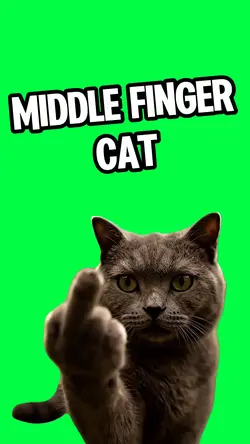Standing Cat Meme: Discover Viral Trends & Share Fun Moments
